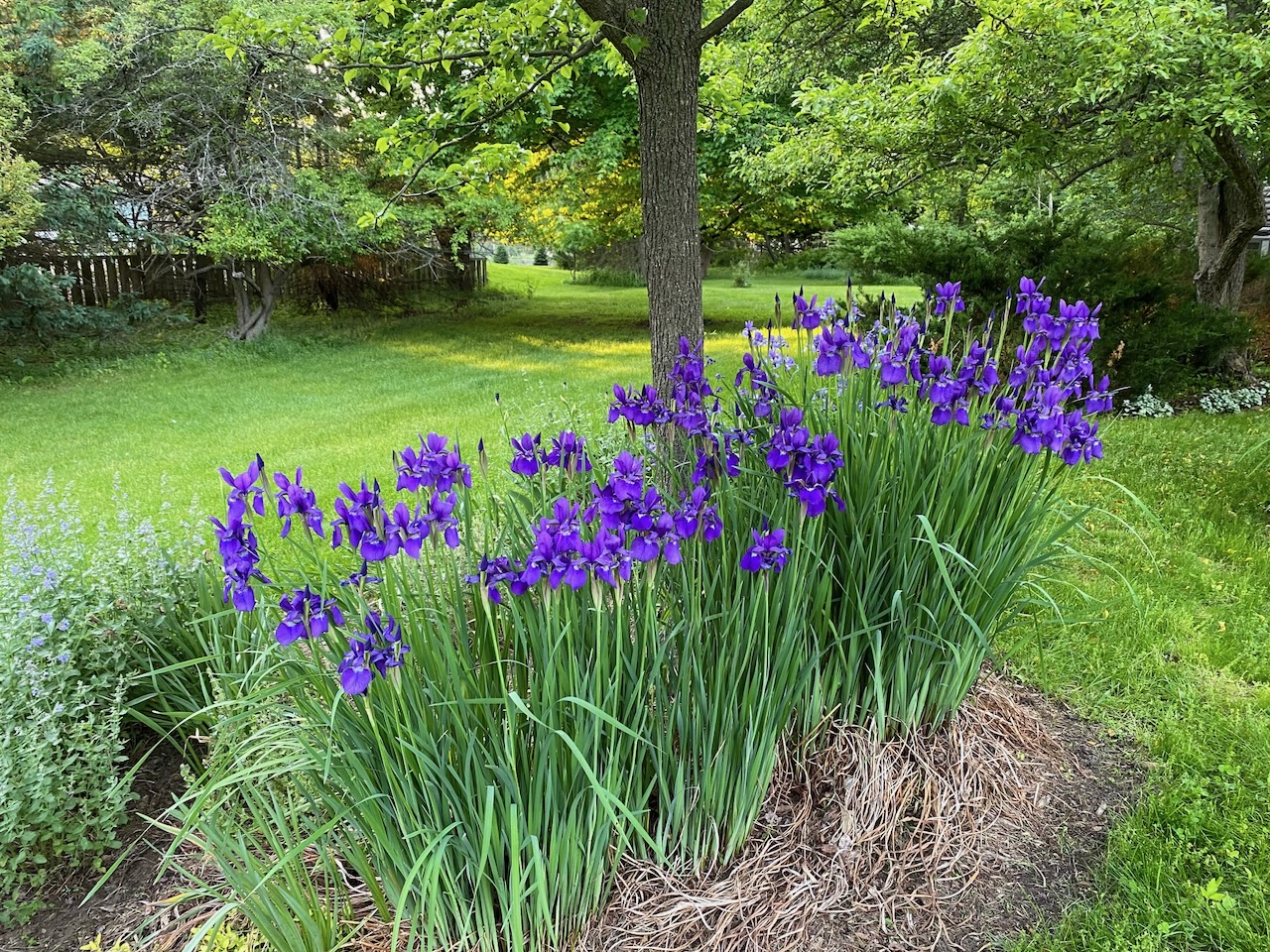 Peonies and Iris – Robin Richstone